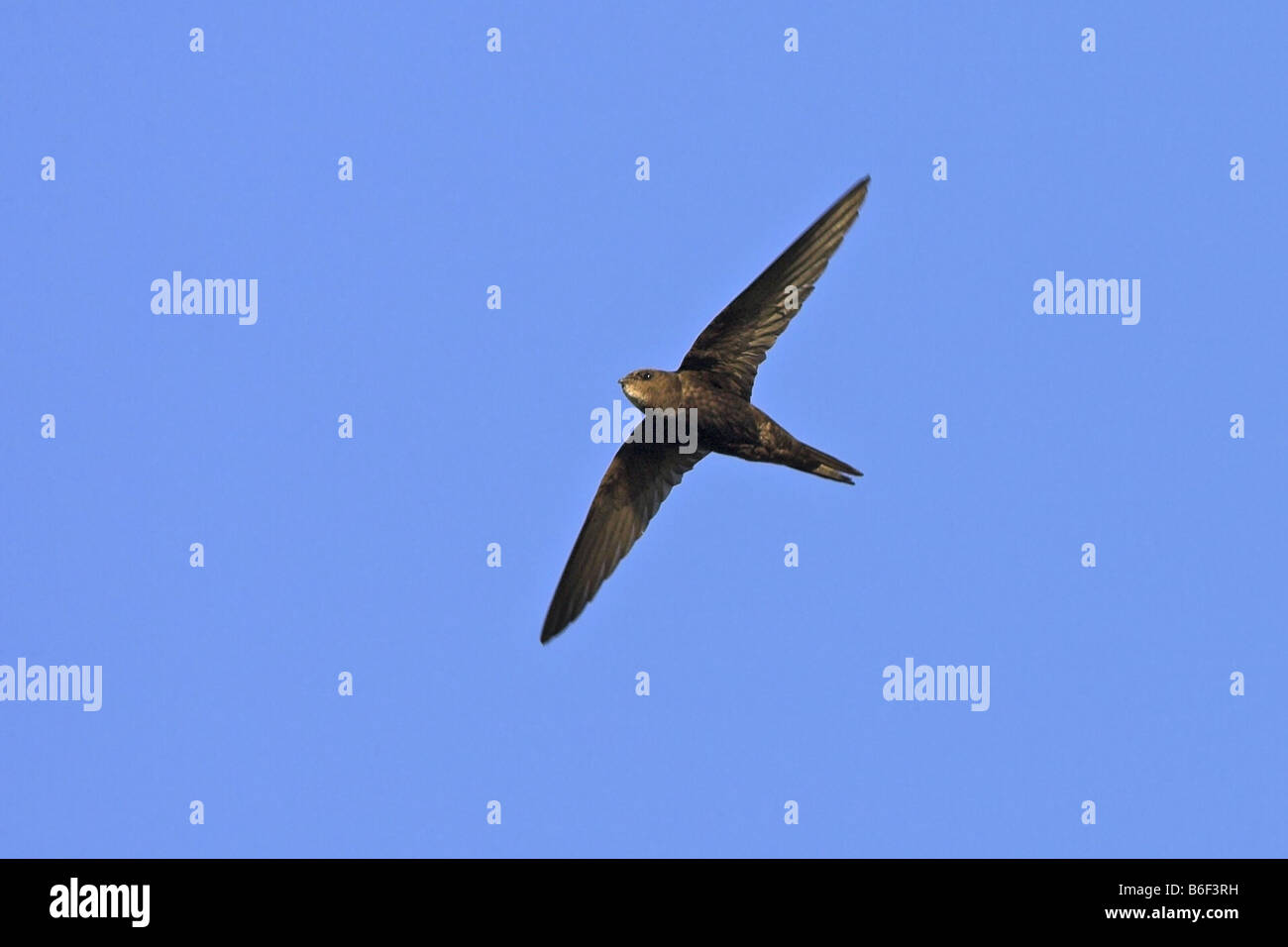 Swift bird silhouette apus hi-res stock photography and images - Alamy