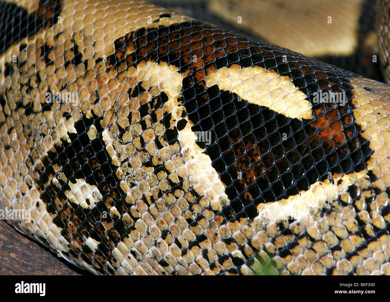 Red-tailed Boa (Boa constrictor), scales Stock Photo - Alamy