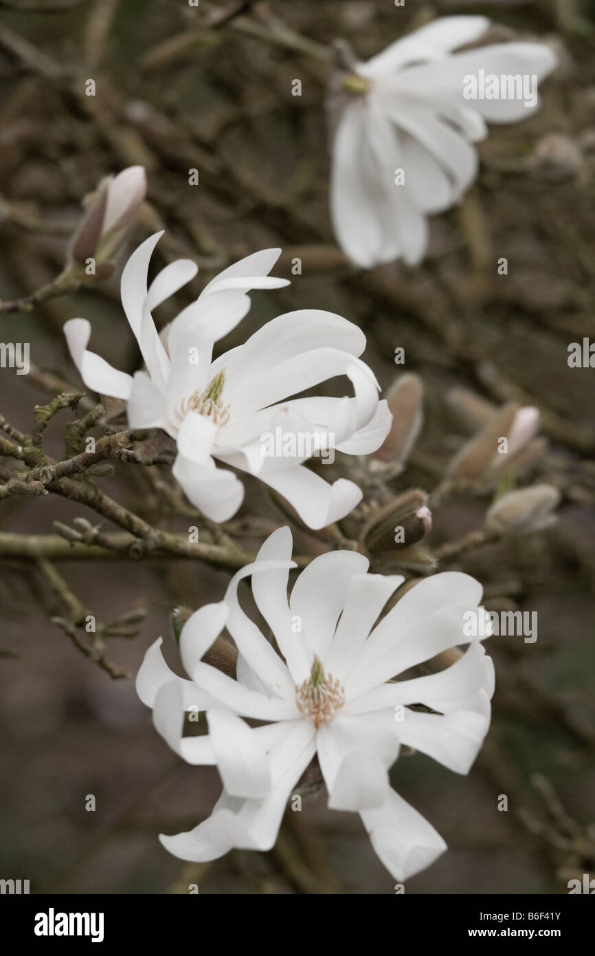 Star magnolia magnolia stellata hi-res stock photography and images - Alamy