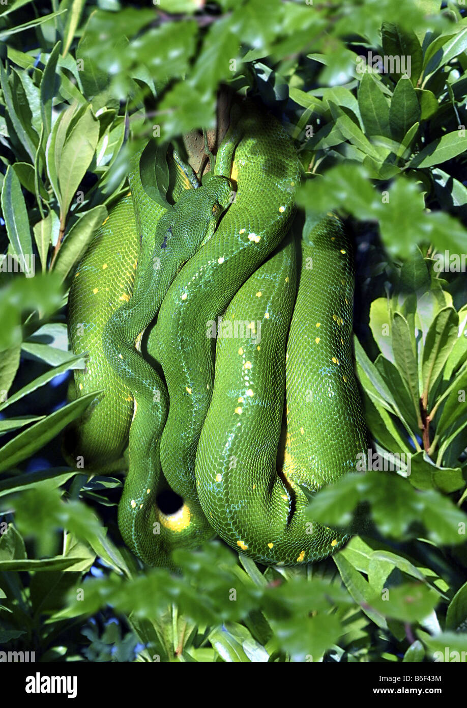 Rolled up on branch hi-res stock photography and images - Alamy