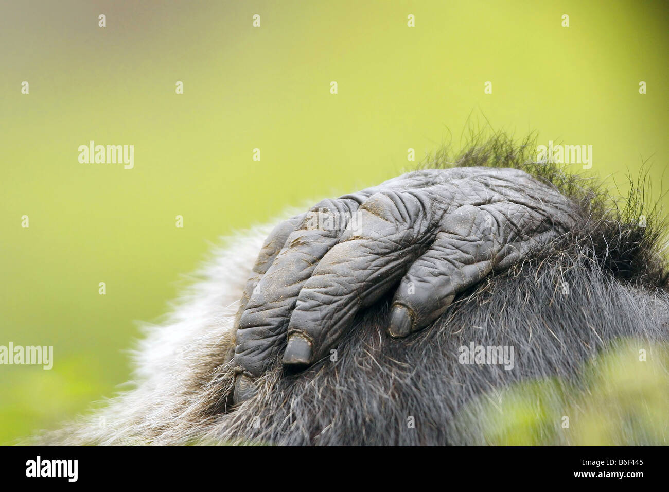 common chimpanzee (Pan troglodytes), hand of a chimpanzee Stock Photo ...