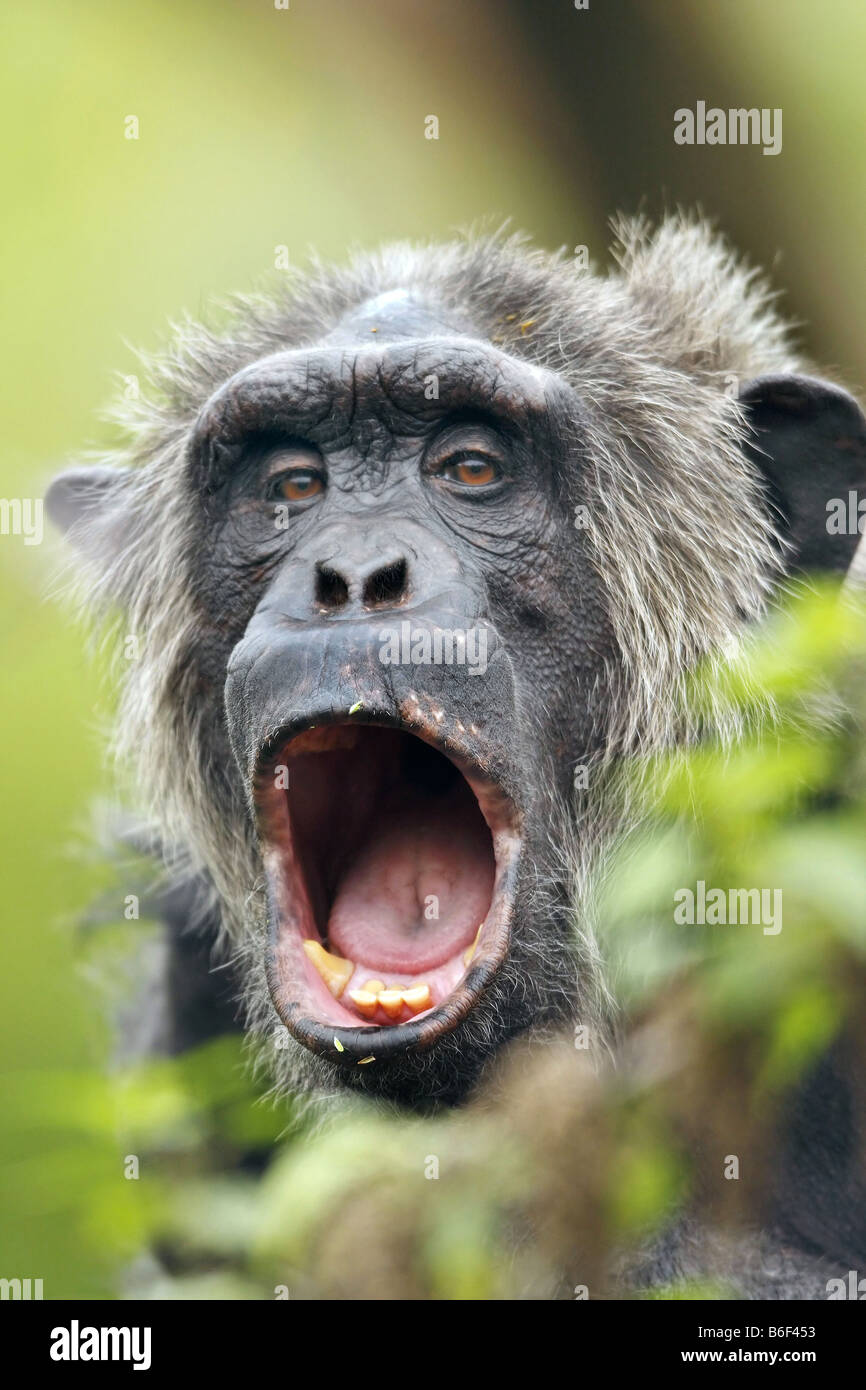 Chimpanzee mouth teeth hi-res stock photography and images - Alamy