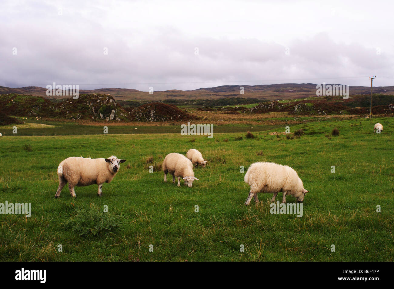 Free range sheep grazing roaming freely in the Scottish Highlands or ...