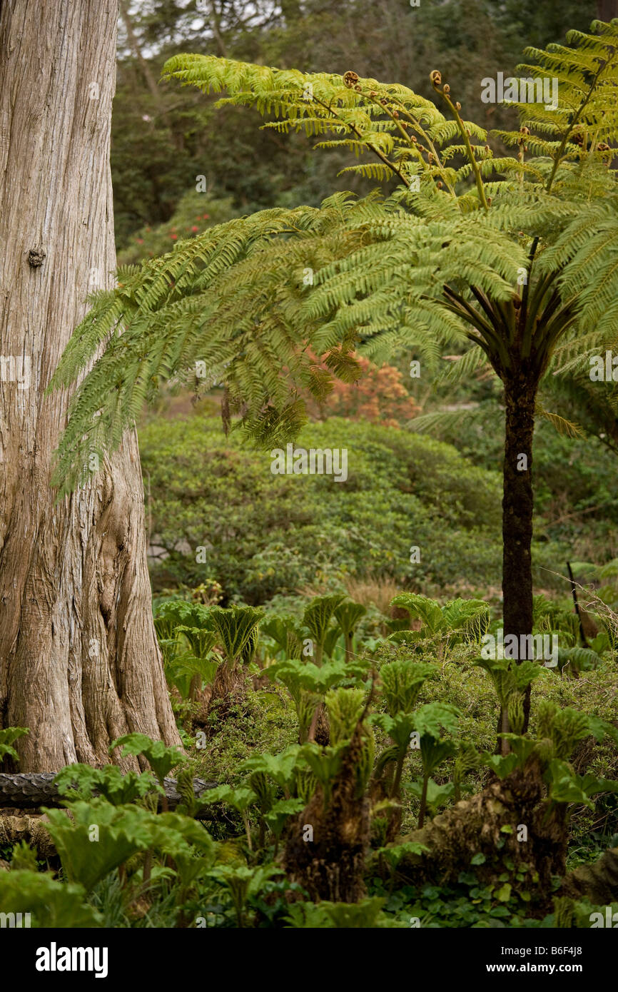 Psaronius, tree fern Stock Photo - Alamy