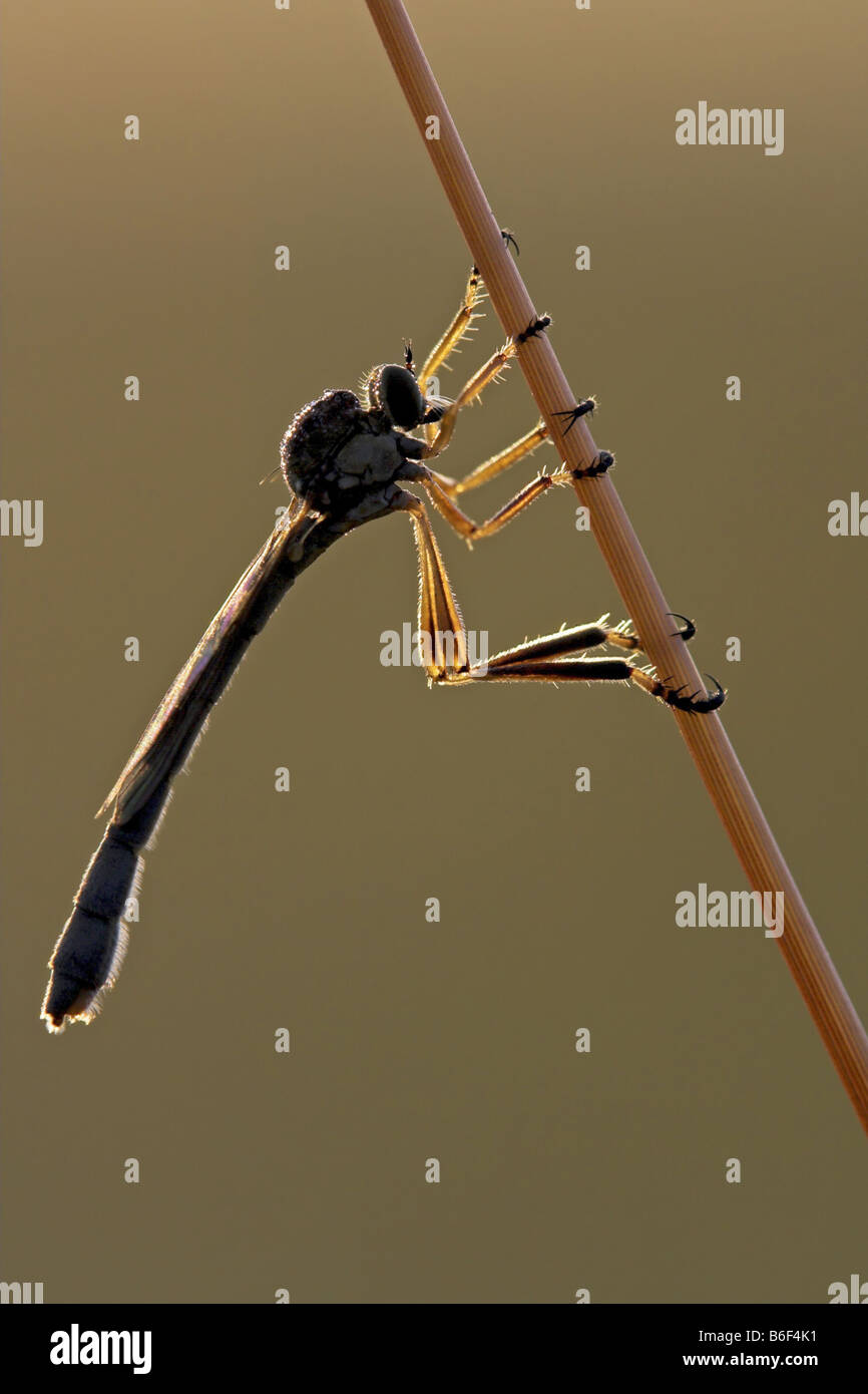 grass flie, leptogasterid flie (Leptogaster spec.), on a stem Stock ...