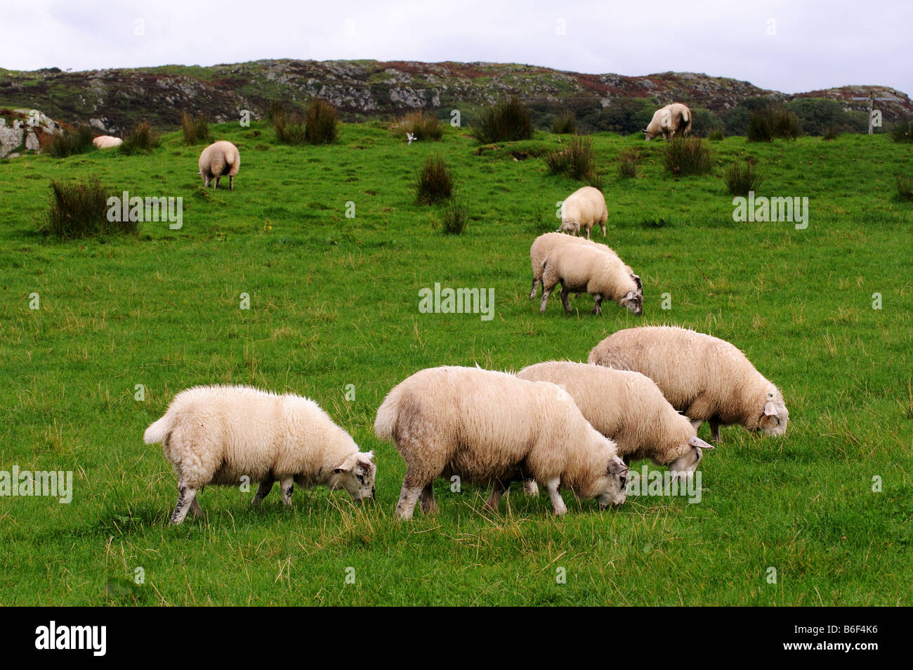 Free range sheep grazing roaming freely in the Scottish Highlands or ...