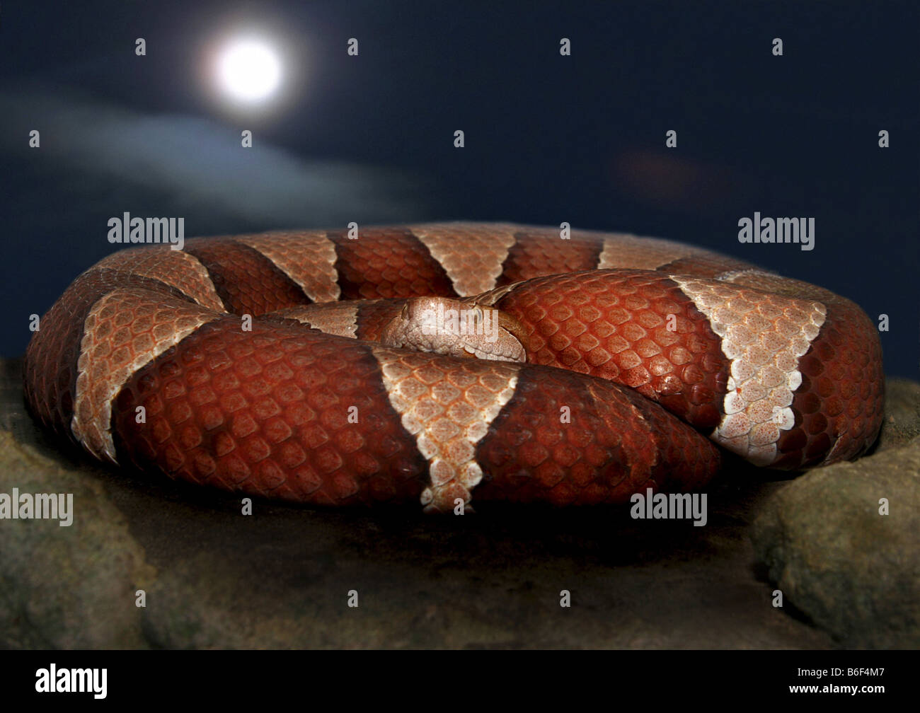 Copperhead snake close up hi-res stock photography and images - Alamy