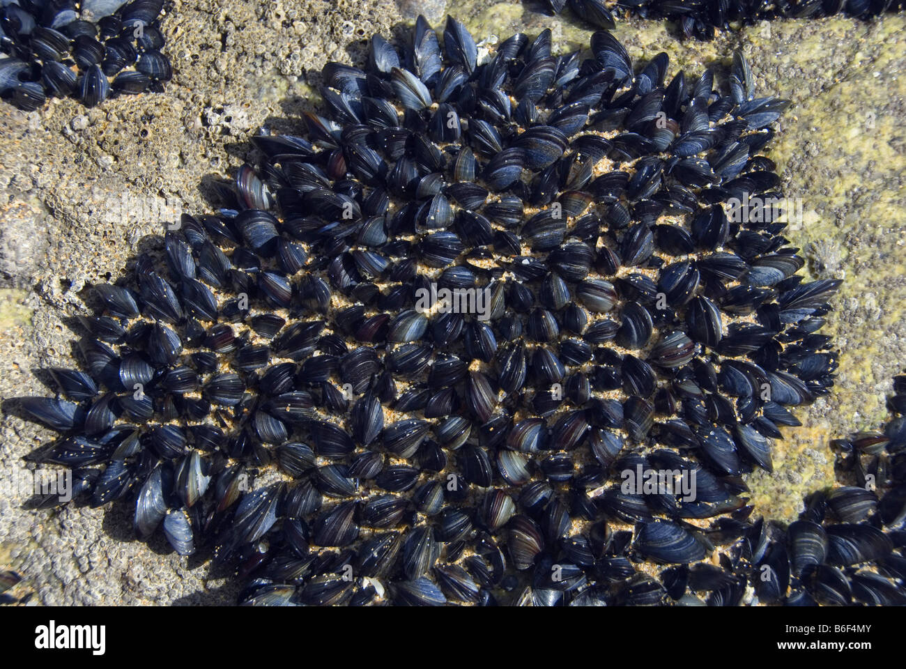 blue mussel, bay mussel, common mussel, common blue mussel (Mytilus ...