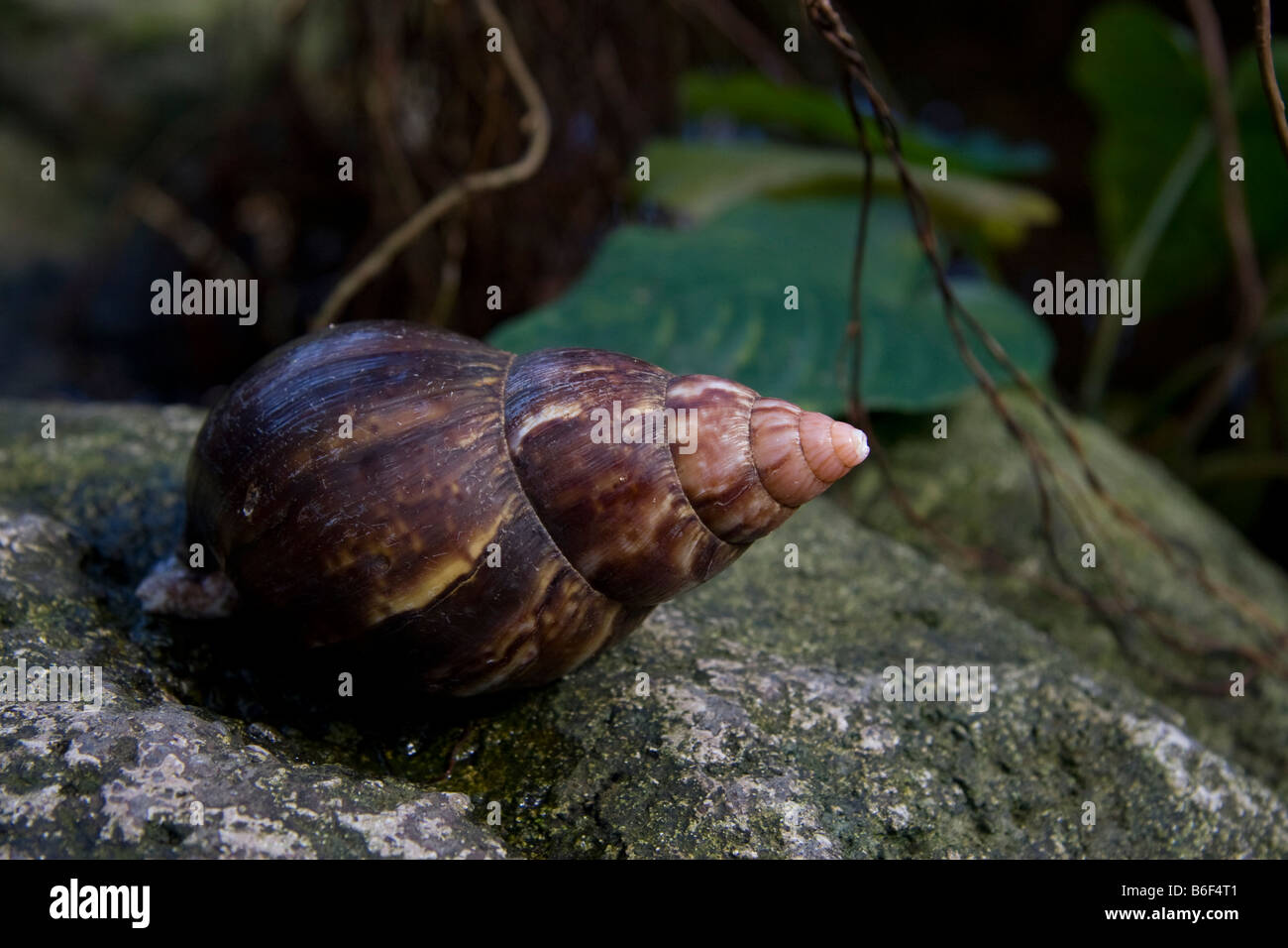 Big snail in shell hi-res stock photography and images - Alamy