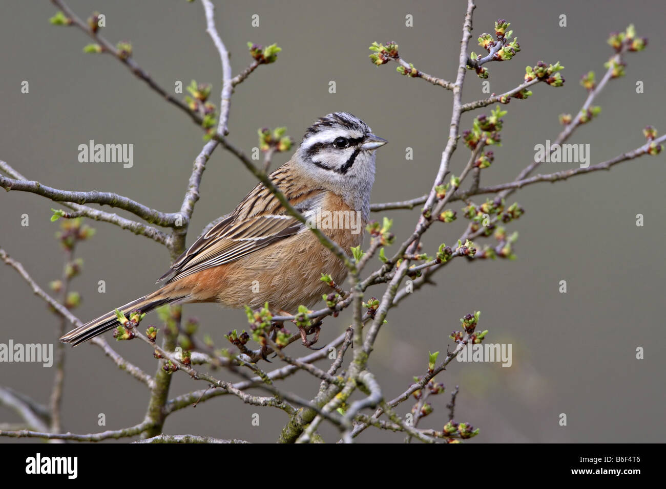rock bunting (Emberiza cia), in a shrub, Europe Stock Photo - Alamy