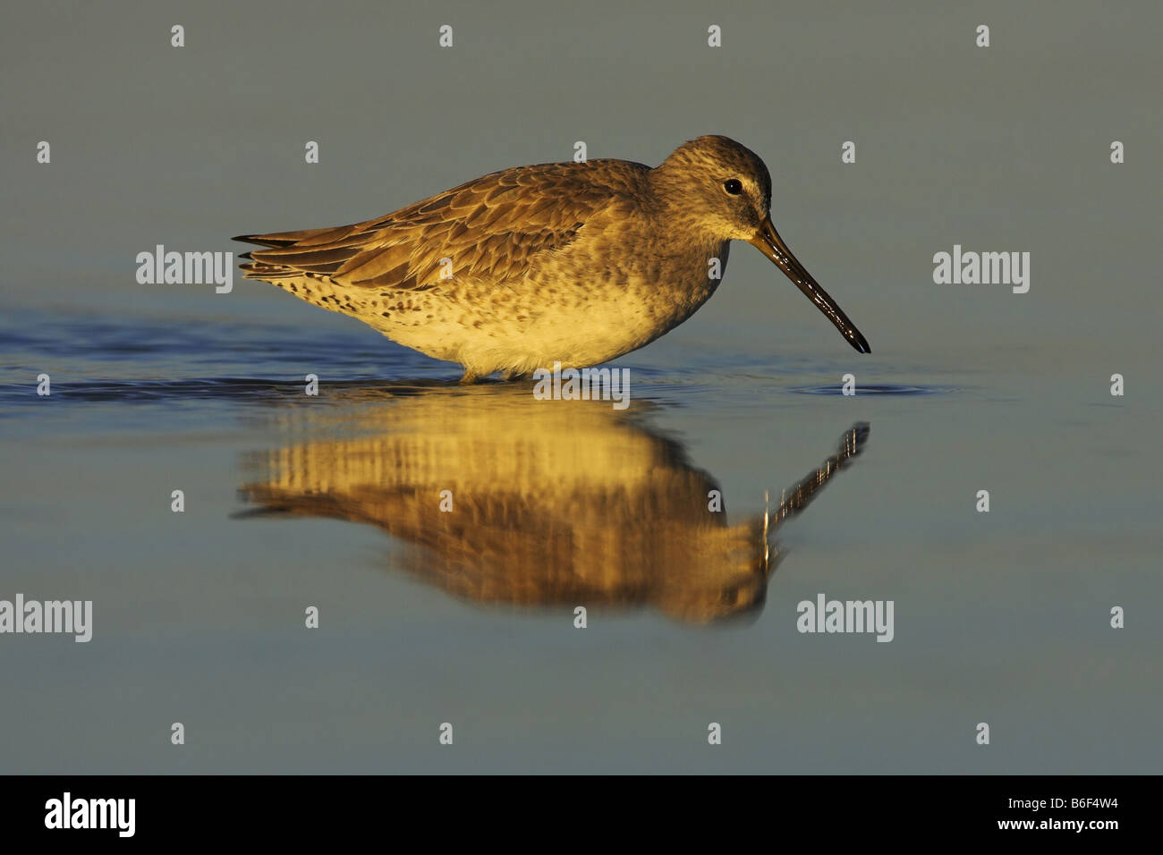 short-billed dowitcher (Limnodromus griseus), foraging in water, USA ...