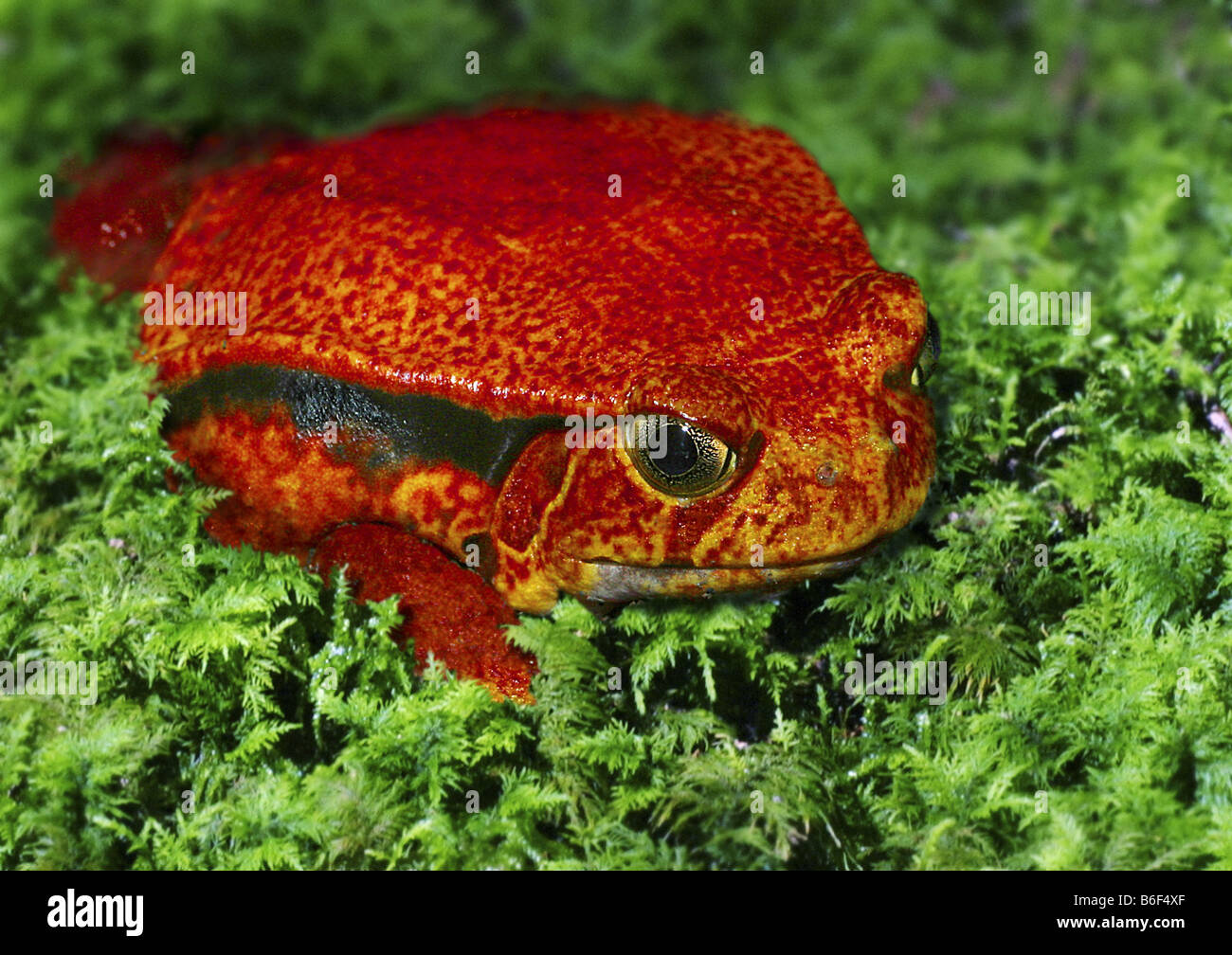 Dyscophus antongili hi-res stock photography and images - Alamy