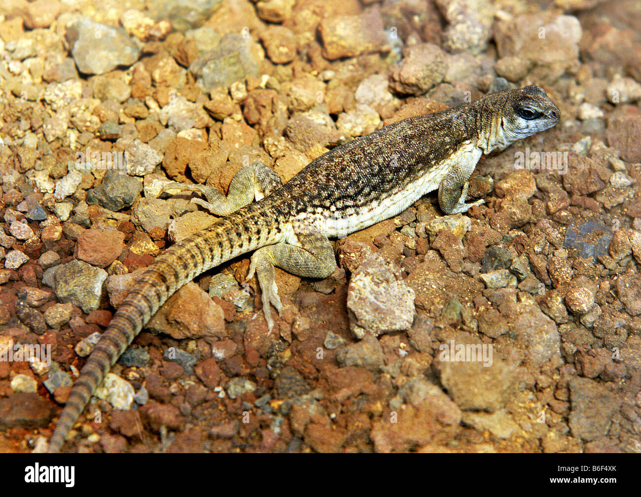Desert iguana (Dipsosaurus dorsalis), on stones Stock Photo - Alamy