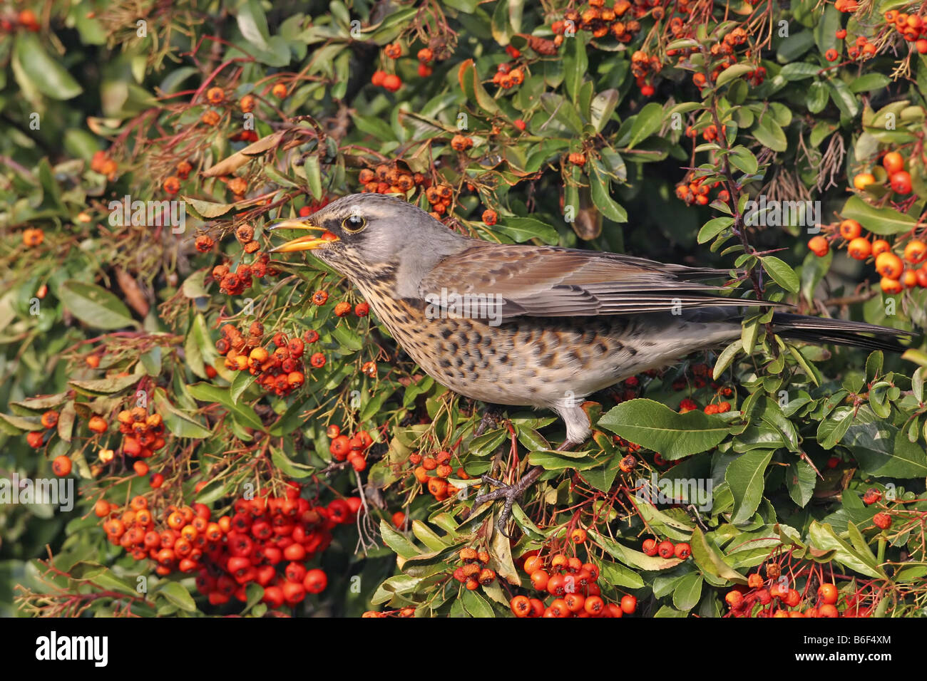 Turdus pilaris fieldfare feeding hi-res stock photography and images ...