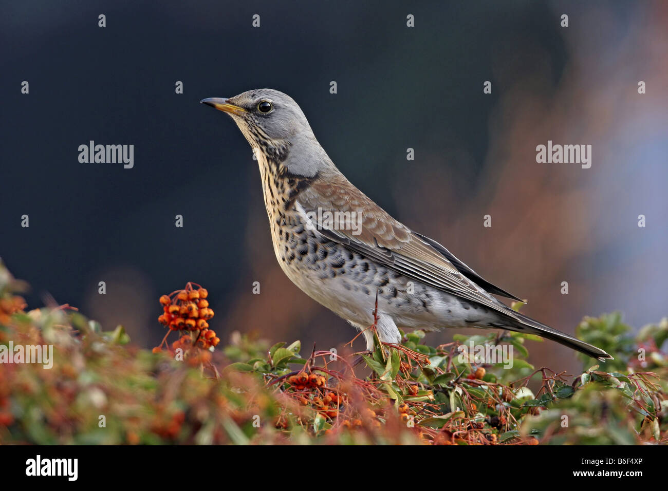 fieldfare (Turdus pilaris), in a shrub, Europe Stock Photo - Alamy
