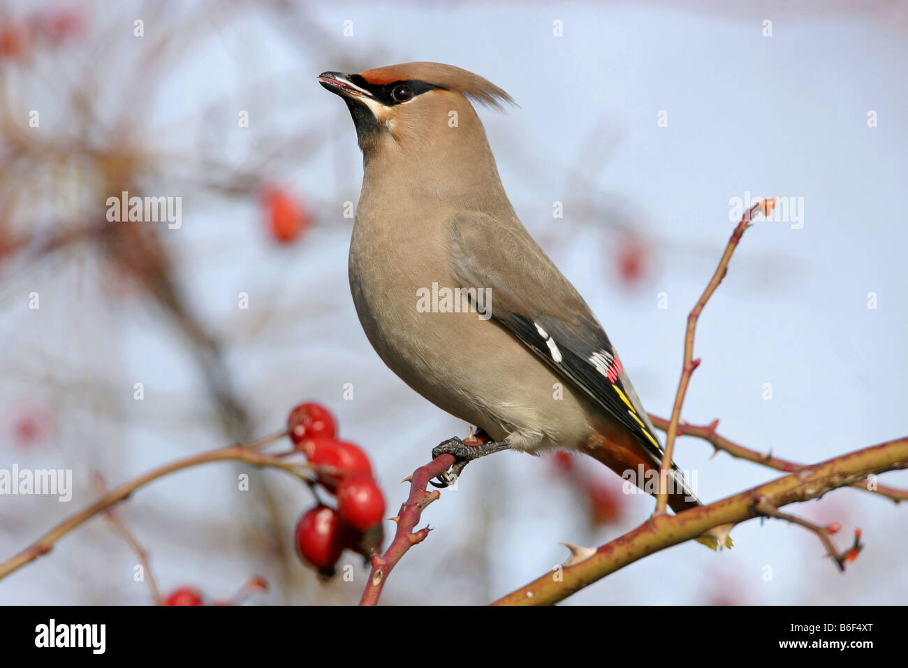 Bohemian waxwing (Bombycilla garrulus), in a shrup, Europe Stock Photo ...