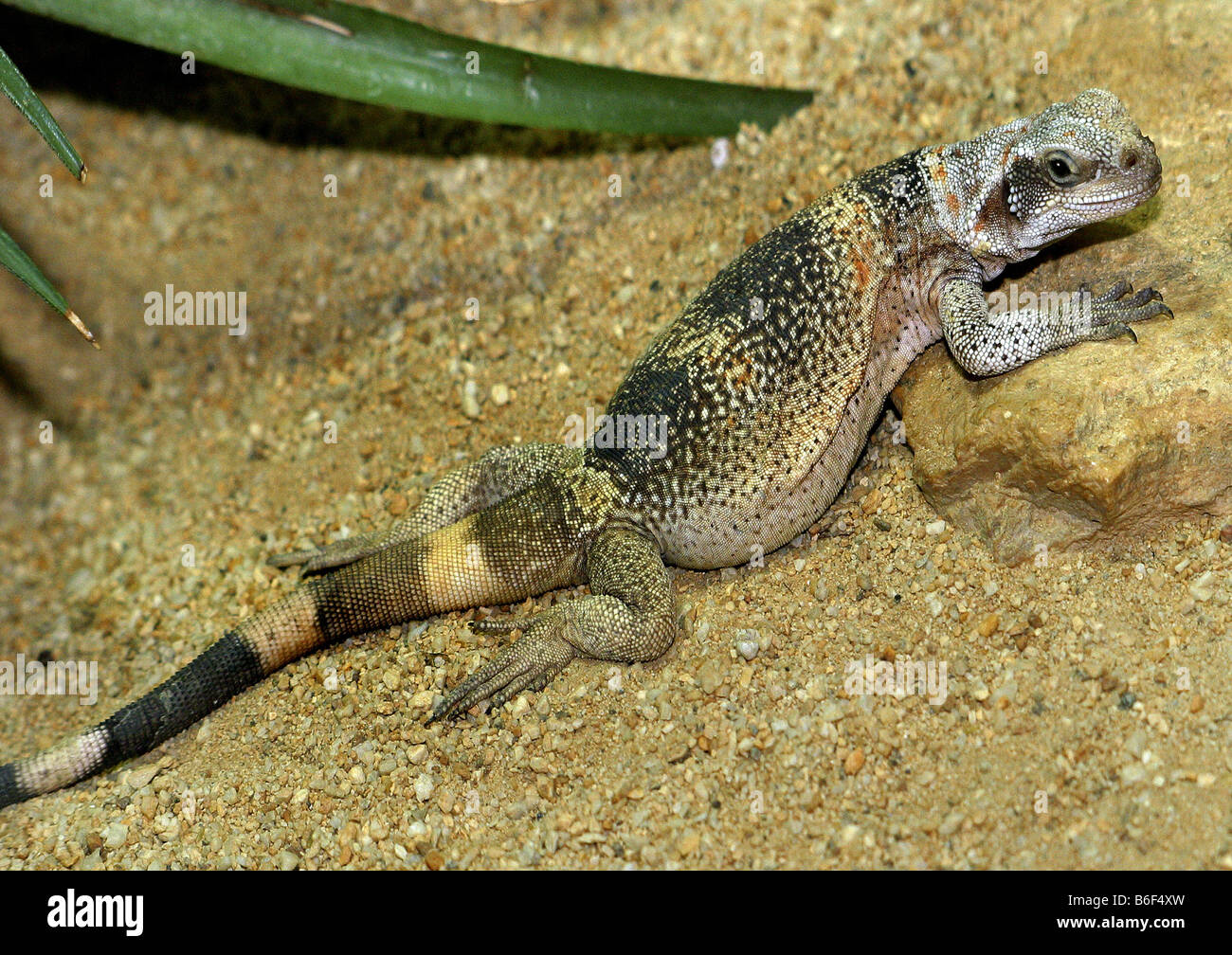 Desert iguana (Dipsosaurus dorsalis), single individual Stock Photo - Alamy