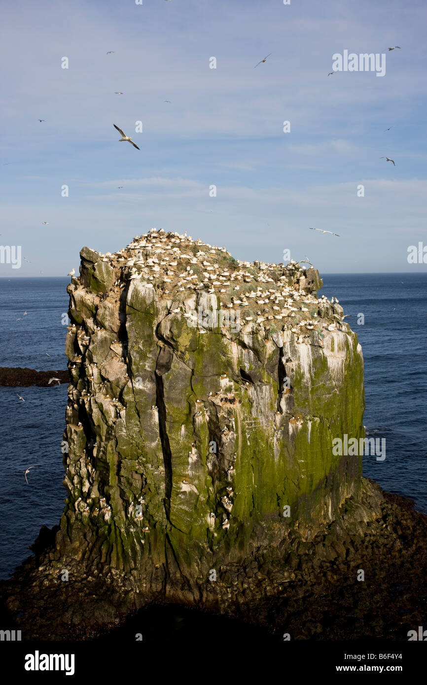 Karlinn sea stack at Langanes, Iceland Stock Photo - Alamy