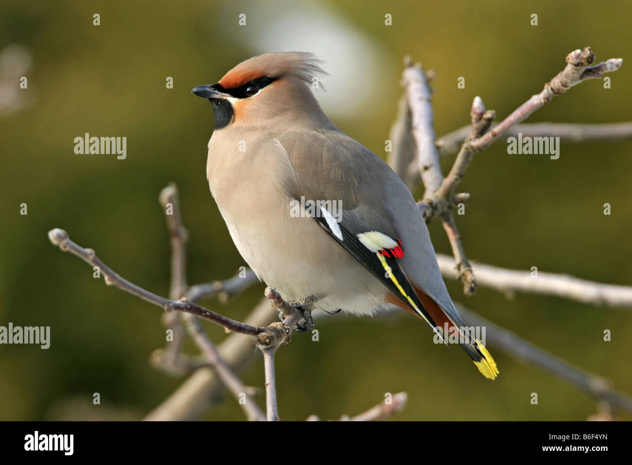 Bohemian waxwing (Bombycilla garrulus), in a shrup, Europe Stock Photo ...