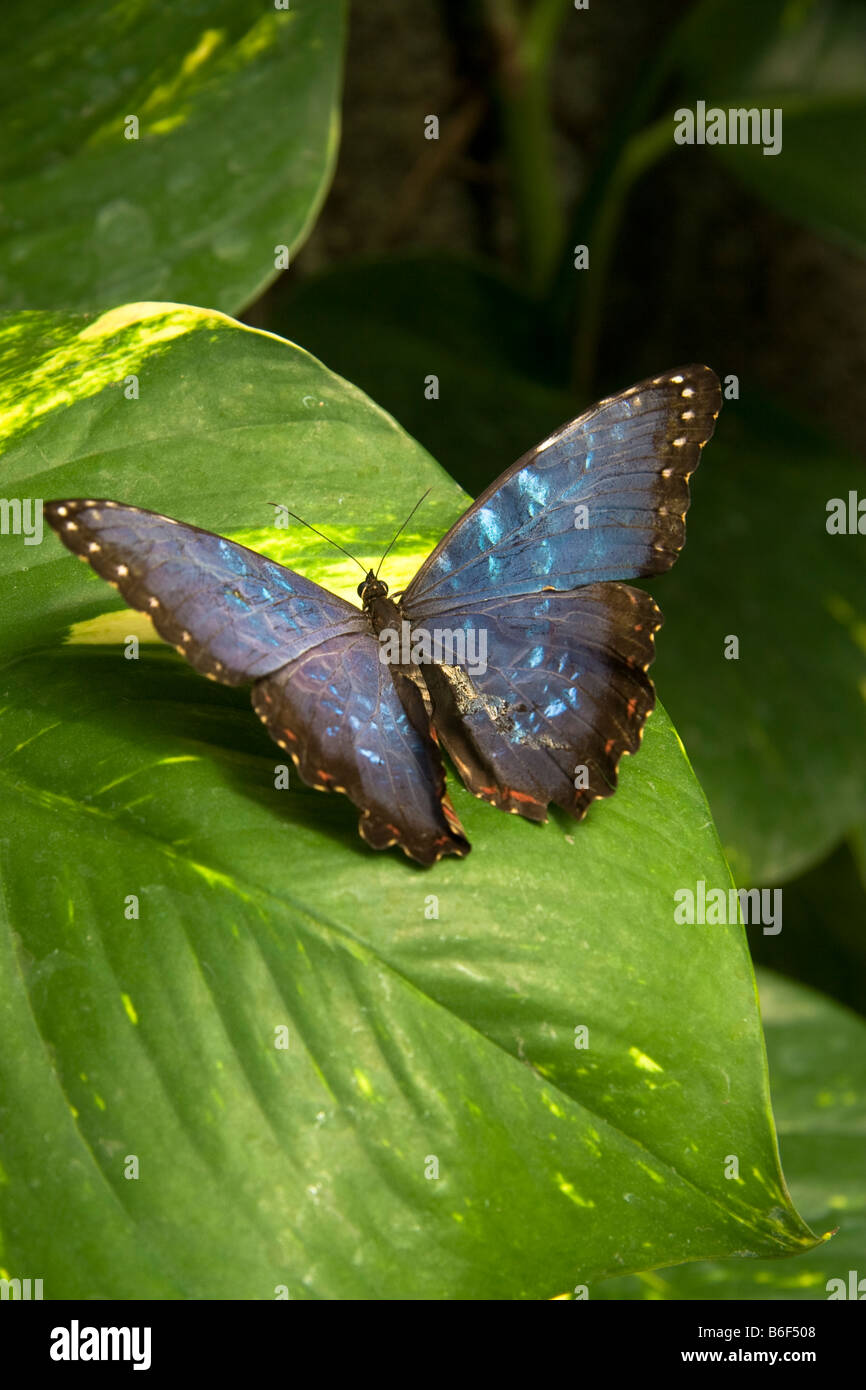 A big blue butterfly Stock Photo - Alamy