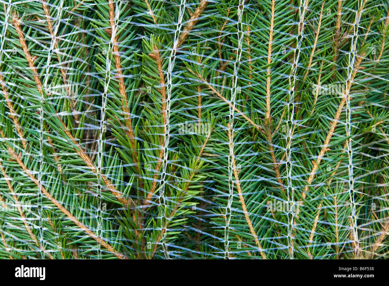 Netting christmas tree hi-res stock photography and images - Alamy
