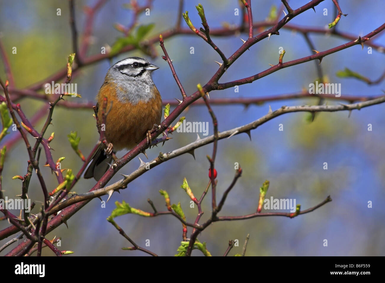 rock bunting (Emberiza cia), in a shrub, Europe Stock Photo - Alamy