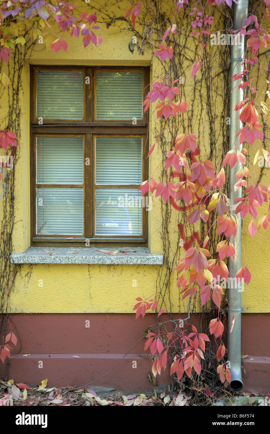 false Virginia-creeper (Parthenocissus inserta, Parthenocissus ...