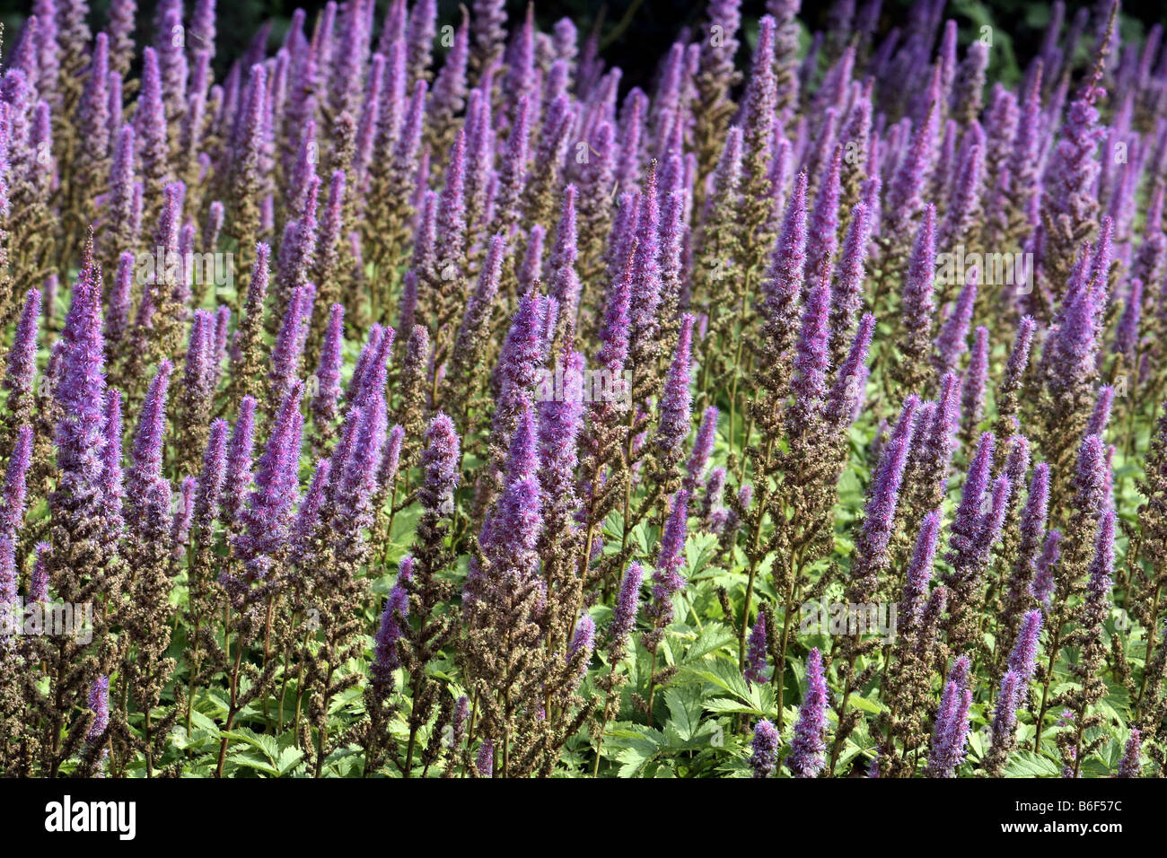 False goats beard flower hi-res stock photography and images - Alamy