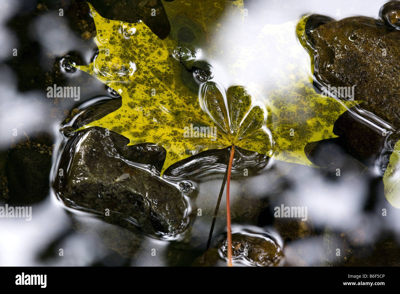 Norway maple (Acer platanoides), maple leaf floating on water, Germany ...