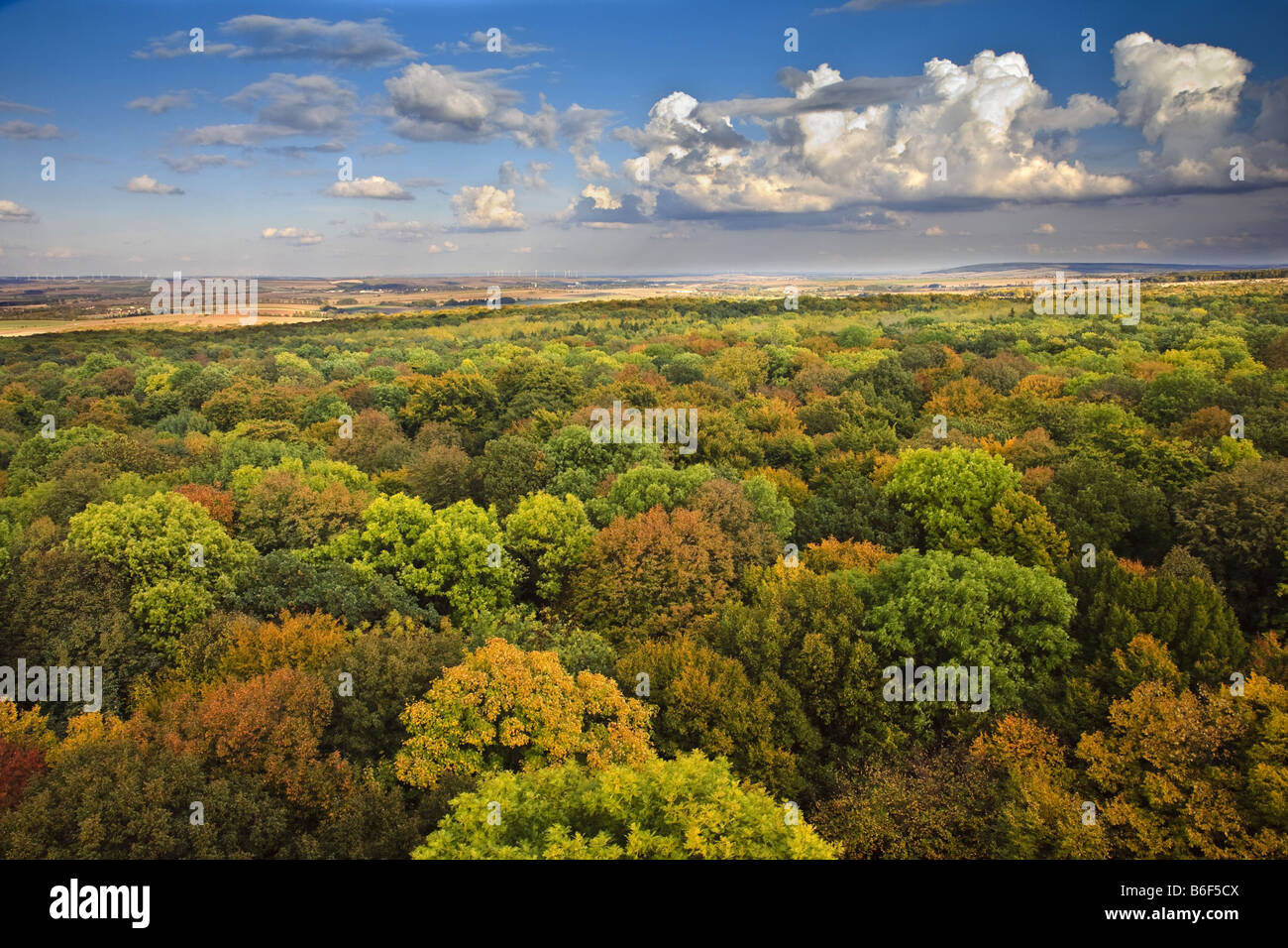 Tree tops above cloud clouds hi-res stock photography and images - Alamy