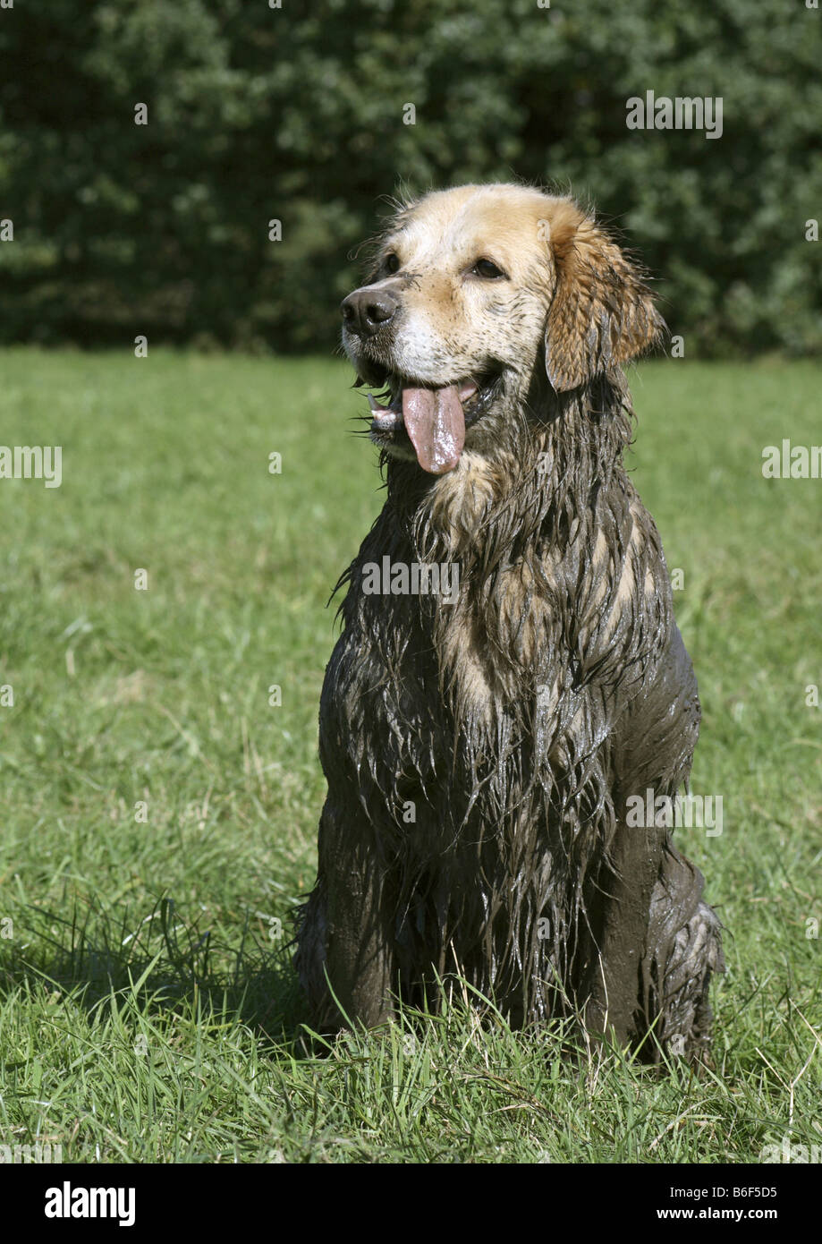 Dirty dogs closeups hi-res stock photography and images - Alamy