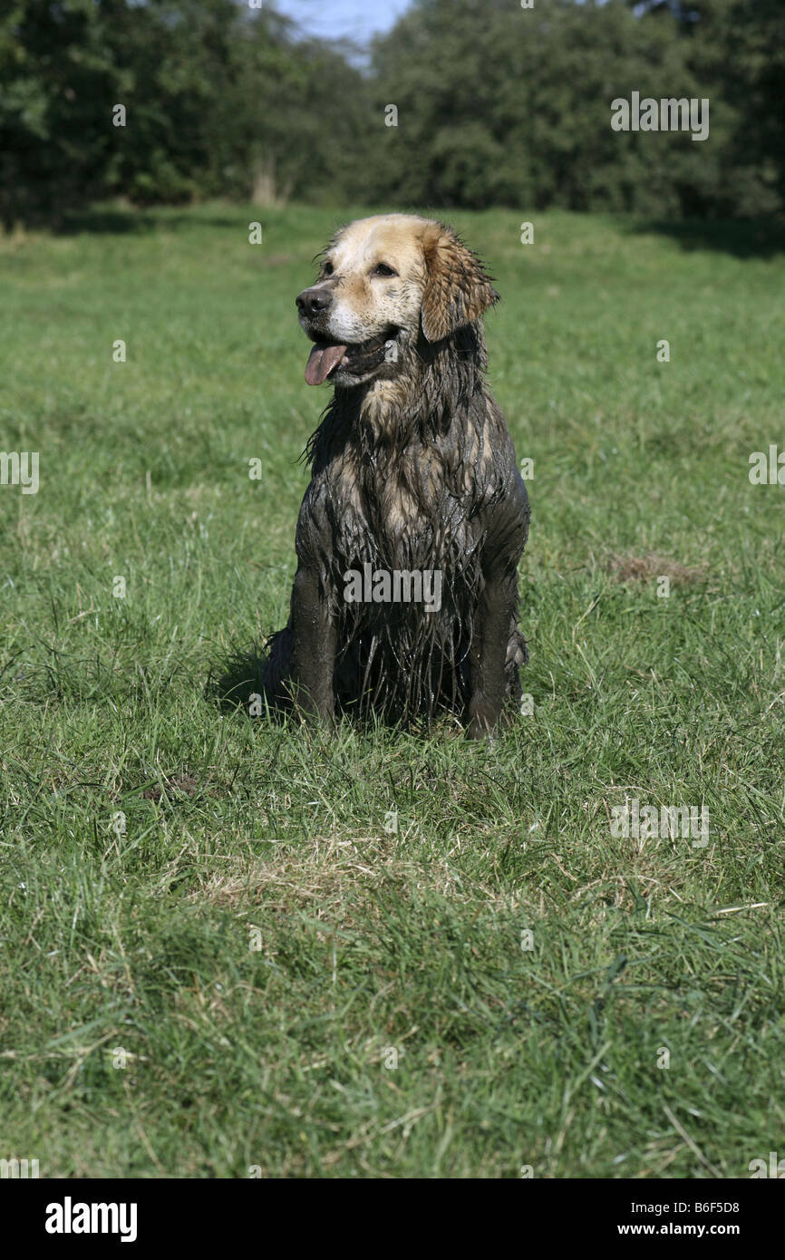 Dirty dogs closeups hi-res stock photography and images - Alamy