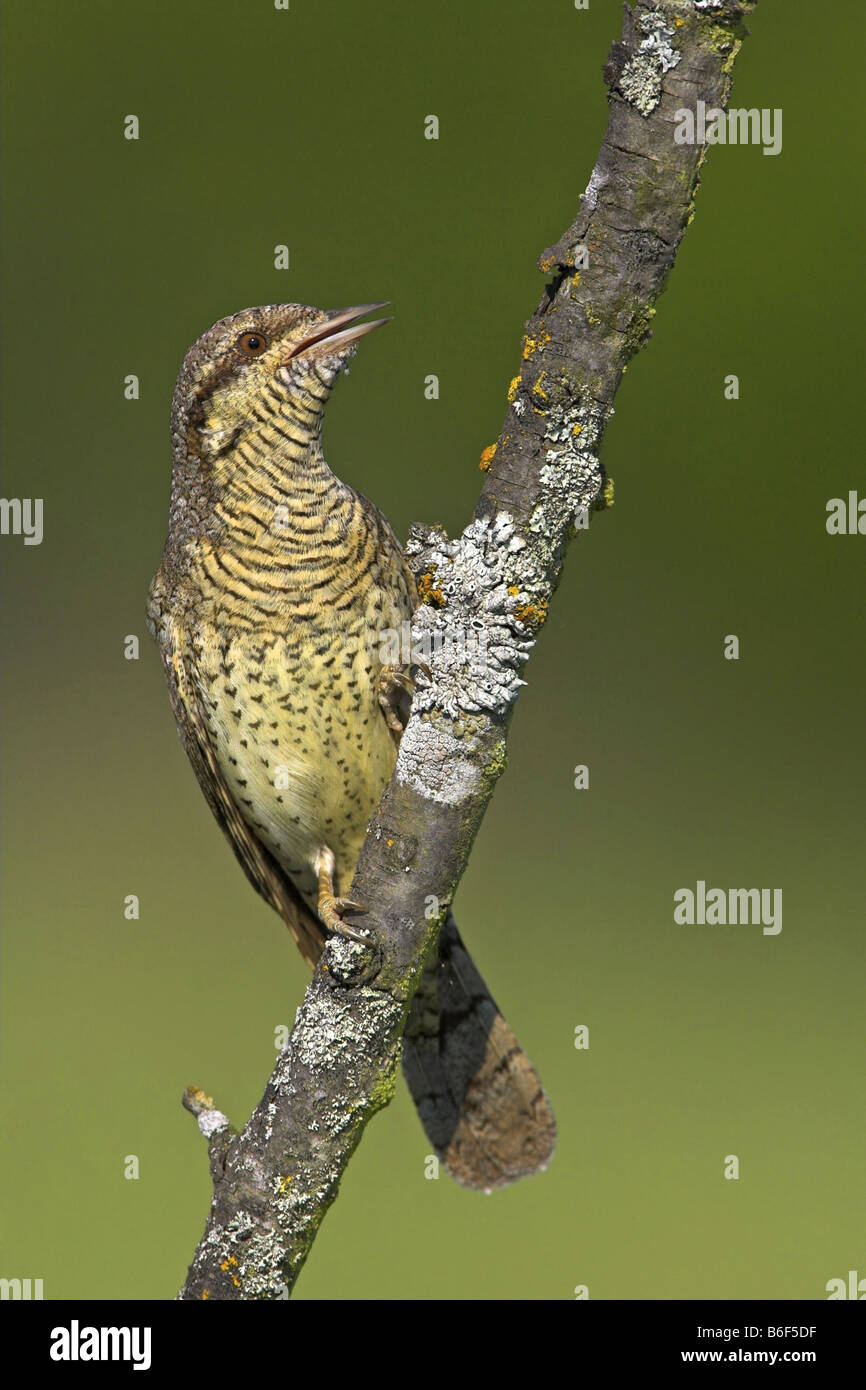 European wryneck jynx torquilla hi-res stock photography and images - Alamy