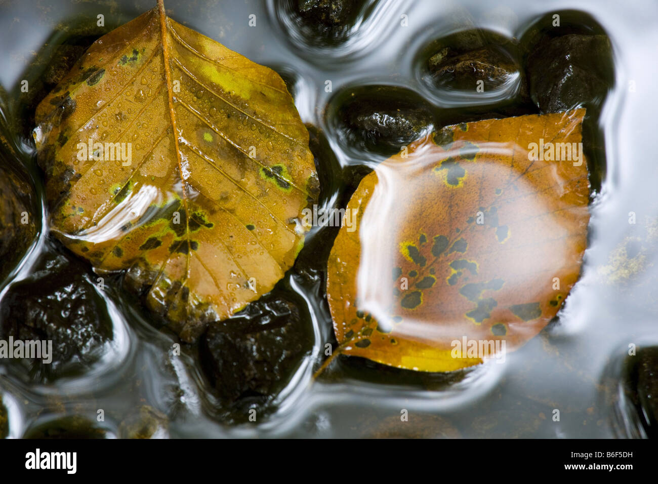common beech (Fagus sylvatica), beech leaves in water, Germany, Saxony ...