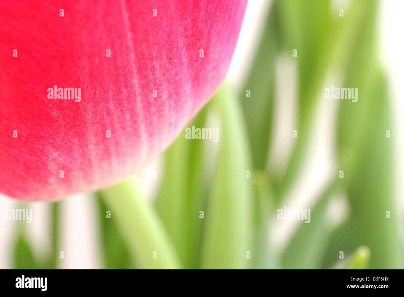 Abstract stem hi-res stock photography and images - Alamy