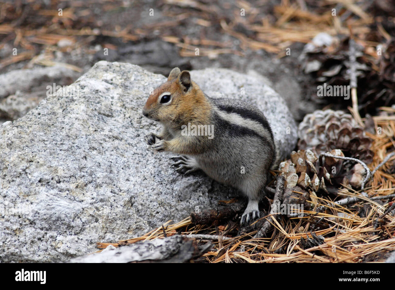 Spermophilus lateralis, the Golden mantled Ground Squirrel, in Yosemite National Park Stock ...