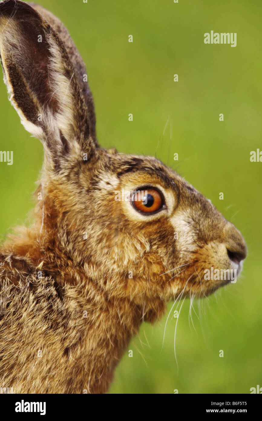 European hare (Lepus europaeus), portrait Stock Photo - Alamy