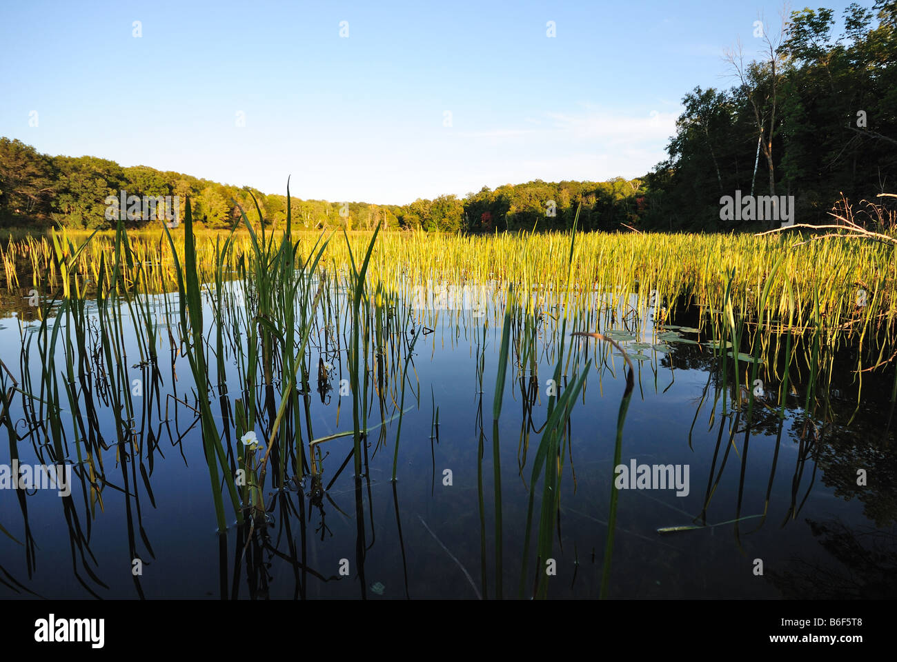 Northern Minnesota wetland Stock Photo - Alamy