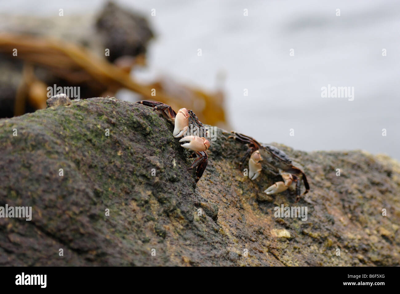 Striped Shore Crab (Pachygrapsus crassipes) on the Pacific Coast ...