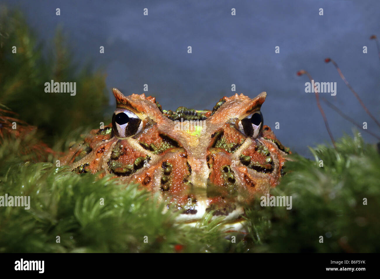 Nightcrawler comic hi-res stock photography and images - Alamy