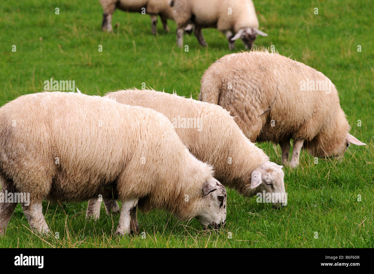 Free range sheep grazing roaming freely in the Scottish Highlands or ...