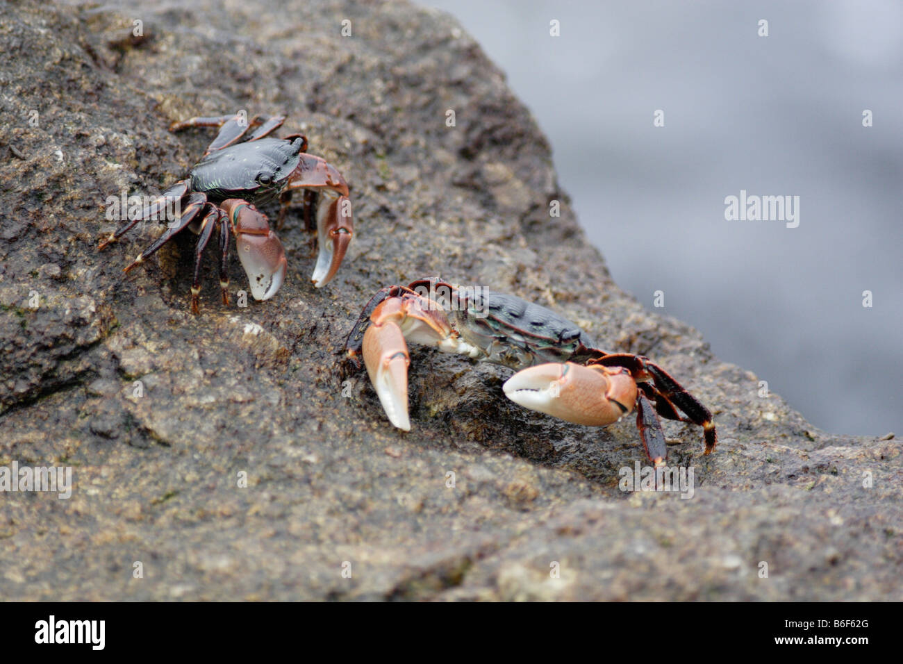 Striped Shore Crab (Pachygrapsus crassipes) on the Pacific Coast ...