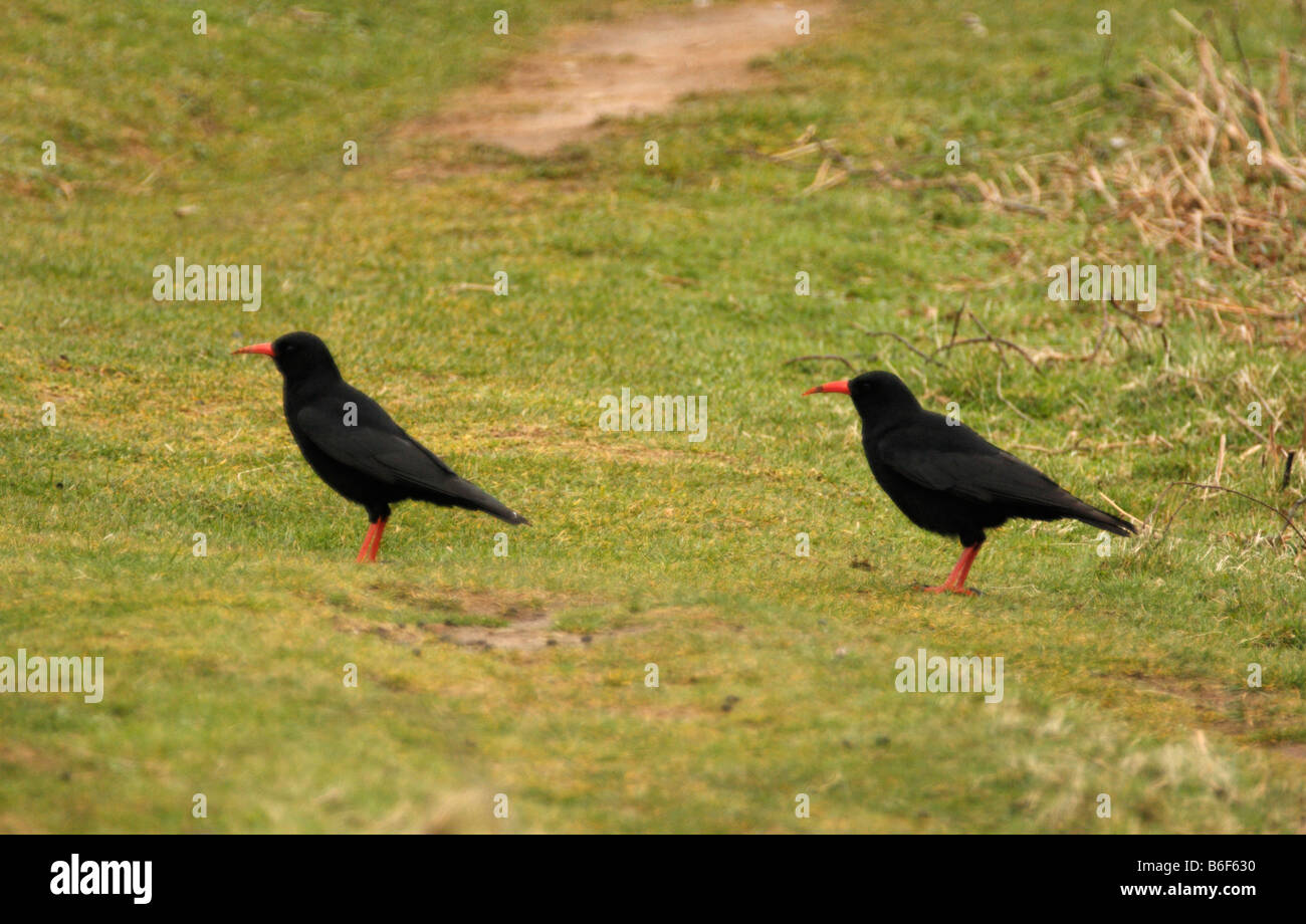 Pair of choughs hi-res stock photography and images - Alamy