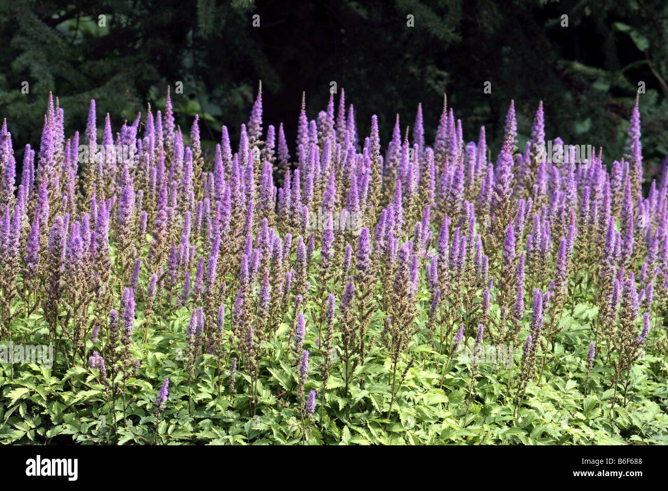 False goats beard flower hi-res stock photography and images - Alamy
