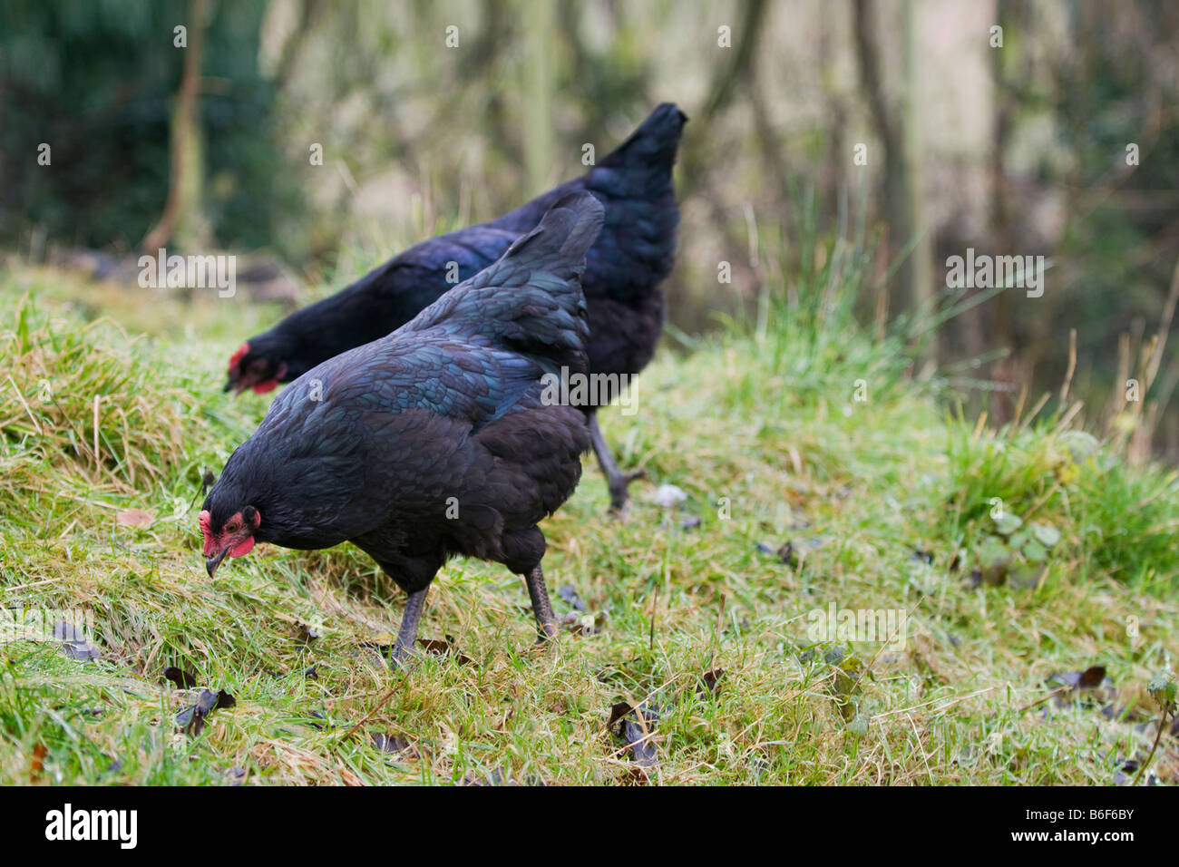 How Long Do Black Rock Chickens Live