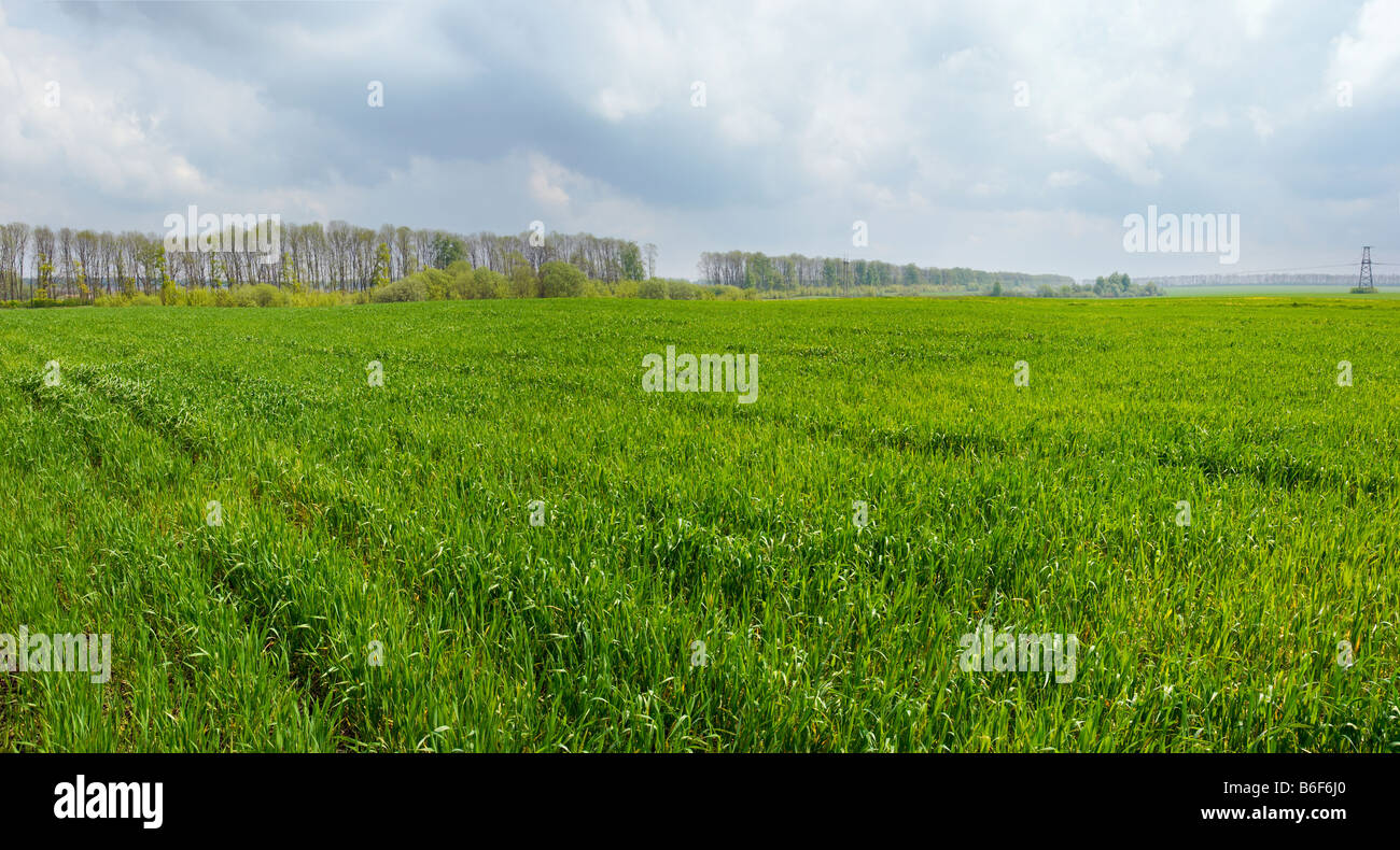 Wheat green grass on may overcast day field. Three shots composite ...