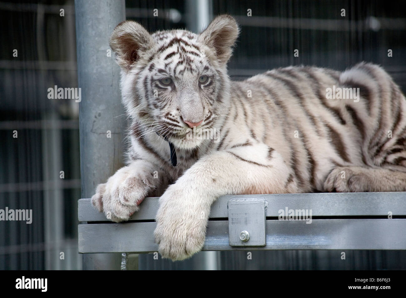 Royal White Bengal Tiger Cub Stock Photo - Alamy