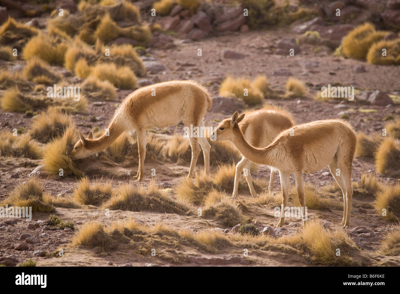 Vicuna, Vicugna vicugna, in the Atacama Desert, Chile Stock Photo - Alamy
