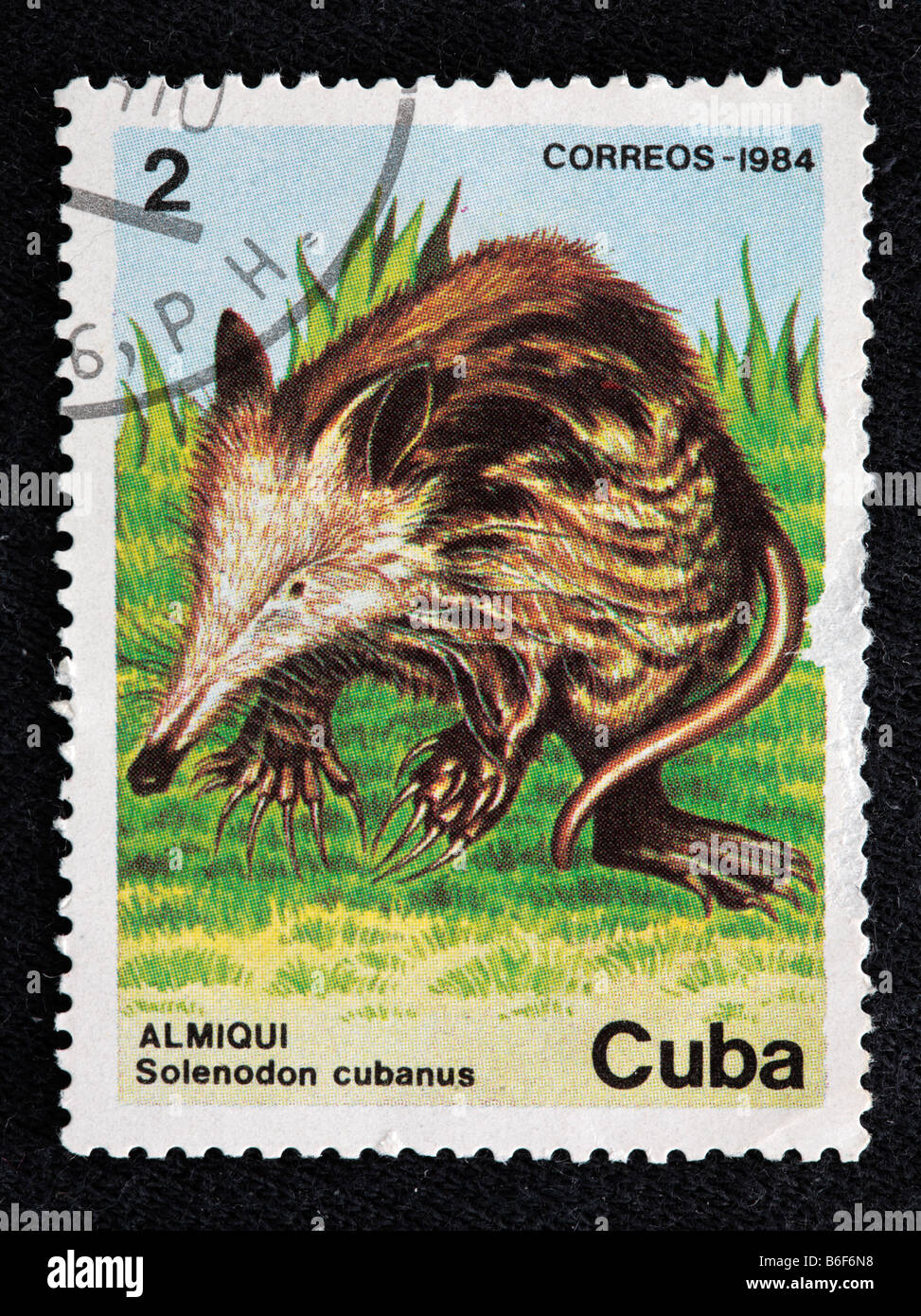Solenodon cubanus hi-res stock photography and images - Alamy