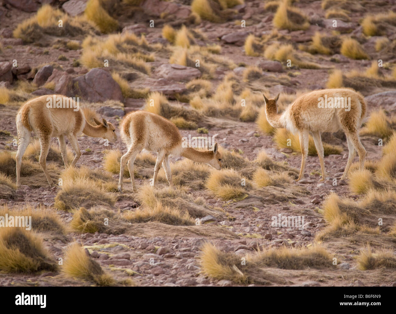 Vicuna chile hi-res stock photography and images - Alamy